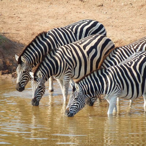 Zebra Foundation | BVZS